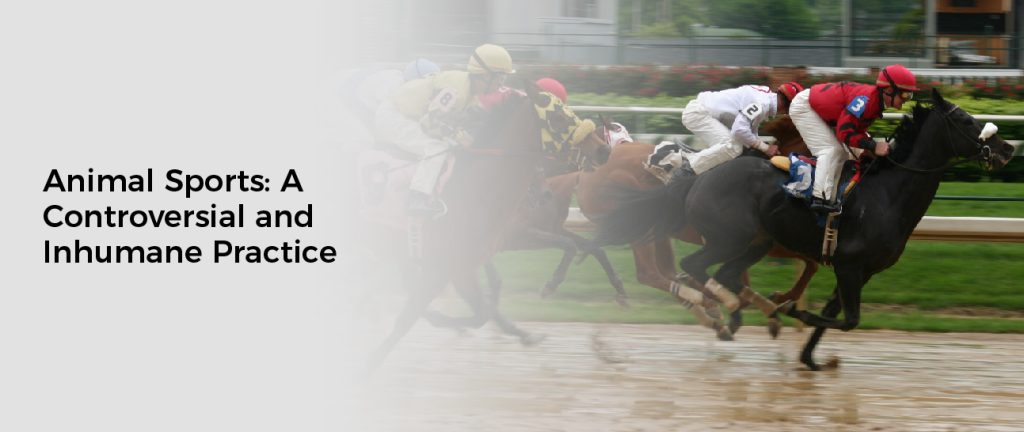 Animal Sports: A Controversial and Inhumane Practice